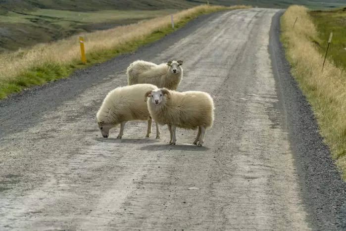 Icelandic Sheep Guide: Where and how to See Them in Iceland – Firefly ...