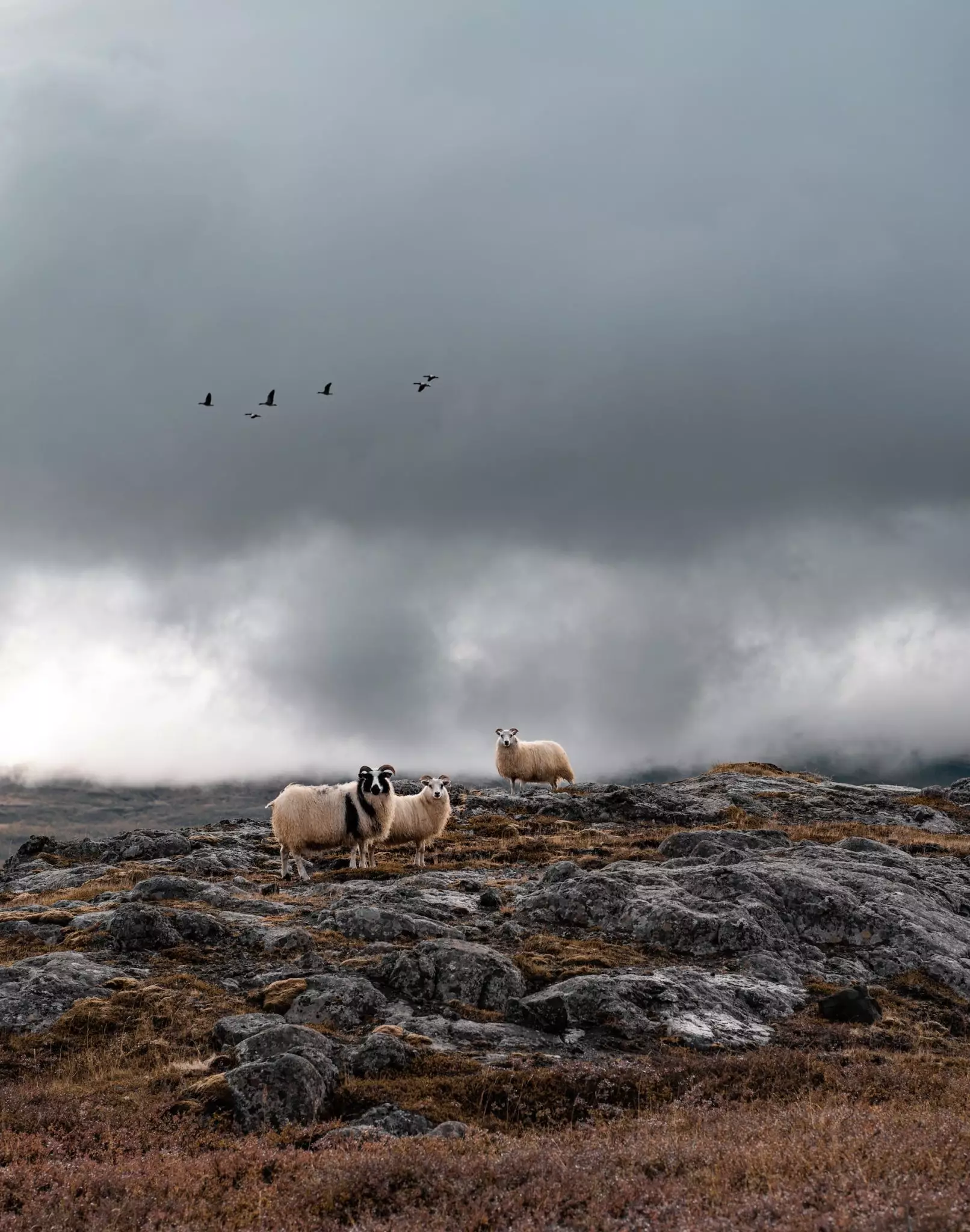 Icelandic Sheep Guide: Where and how to See Them in Iceland – Firefly ...