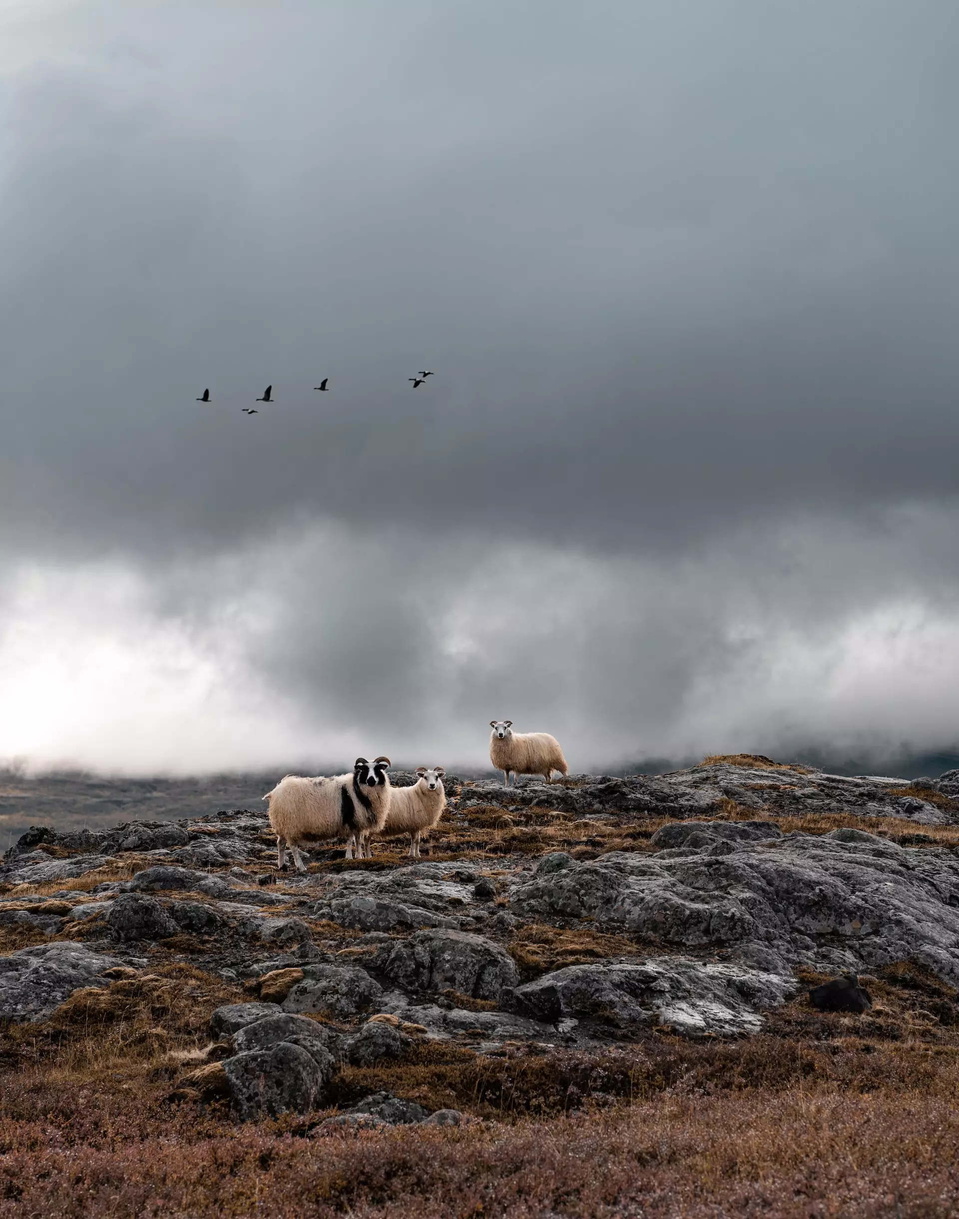 Icelandic Sheep Guide: Where and how to See Them in Iceland – Firefly ...