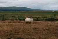 Icelandic Sheep Guide: Where and how to See Them in Iceland