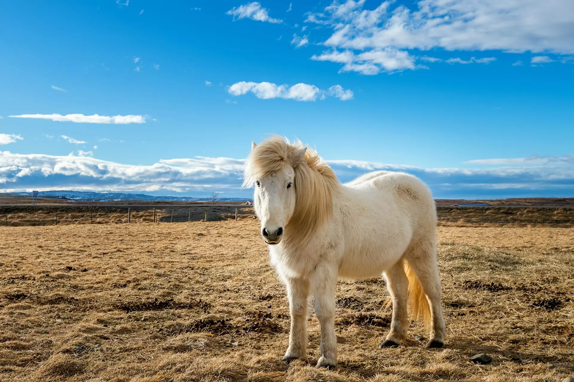 Icelandic Horses: Where to See Them why are they special? – Firefly Iceland