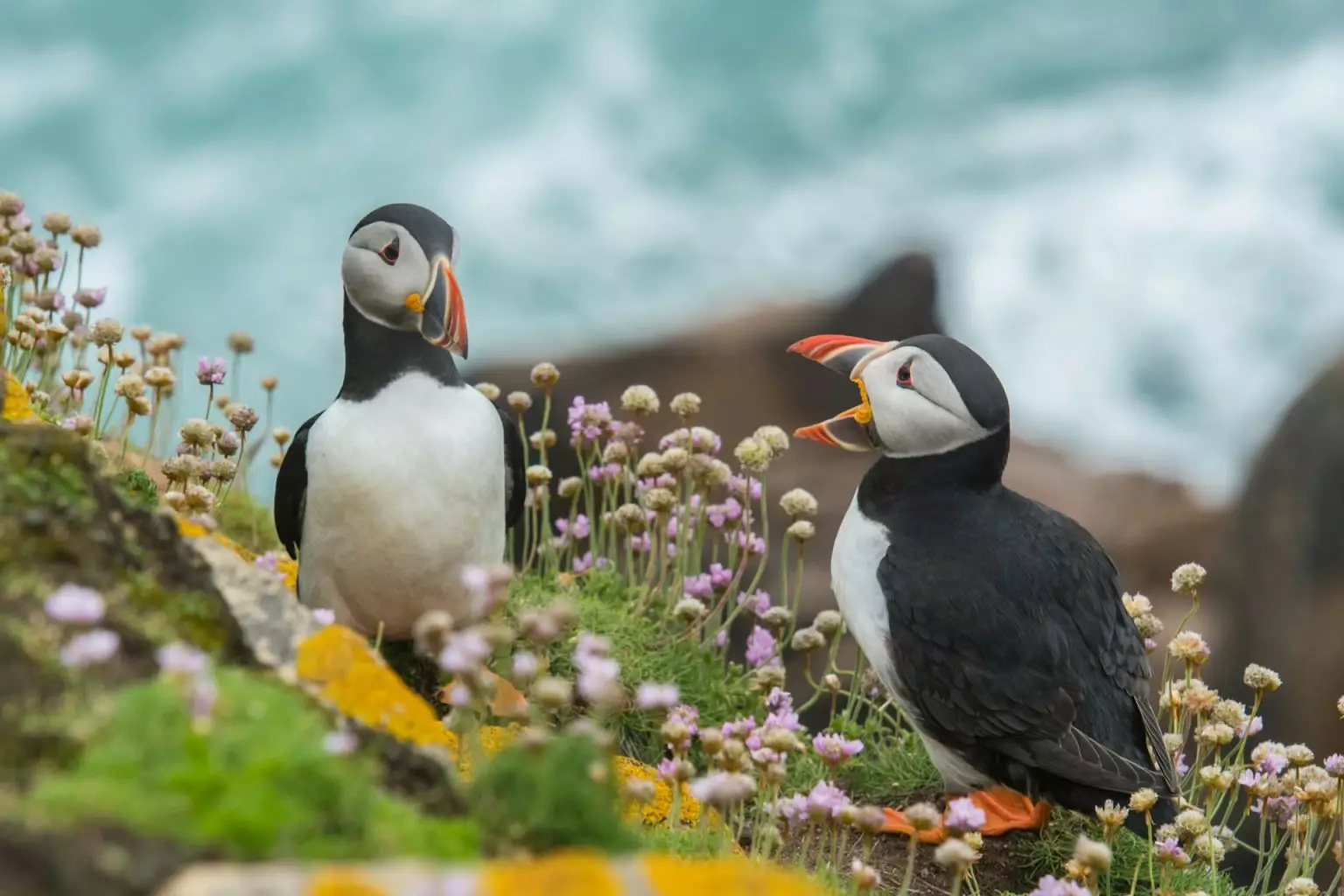 Birdwatching in Iceland: Top Spots, Iconic Species & Tips