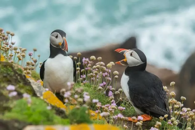 Birdwatching in Iceland: Top Spots, Iconic Species & Tips – Firefly Iceland