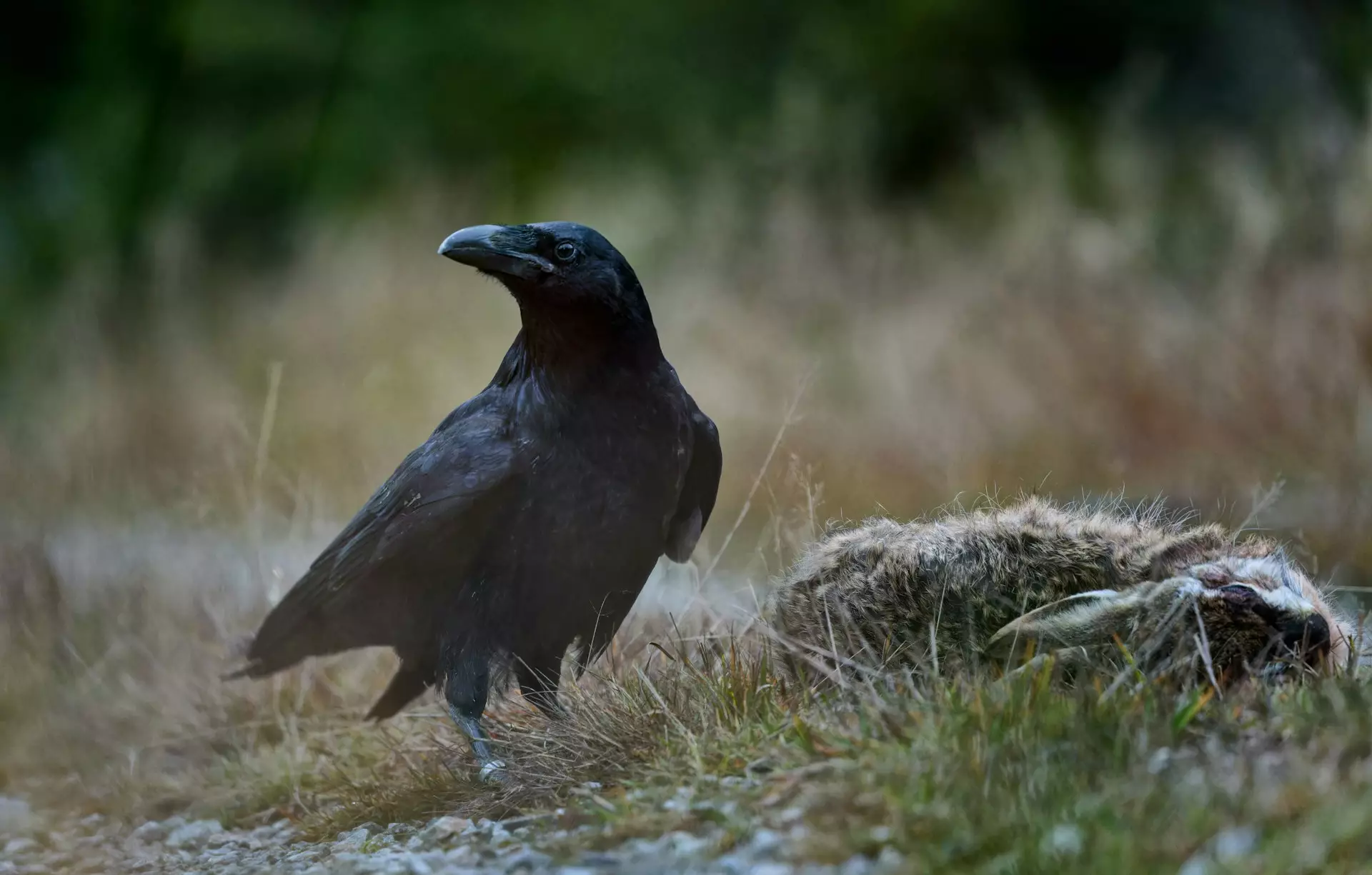 Birdwatching in Iceland: Top Spots, Iconic Species & Tips – Firefly Iceland