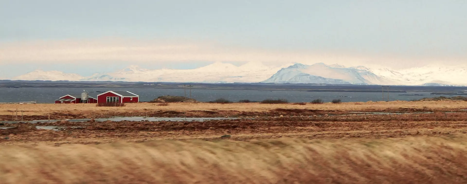Birdwatching in Iceland: Top Spots, Iconic Species & Tips – Firefly Iceland