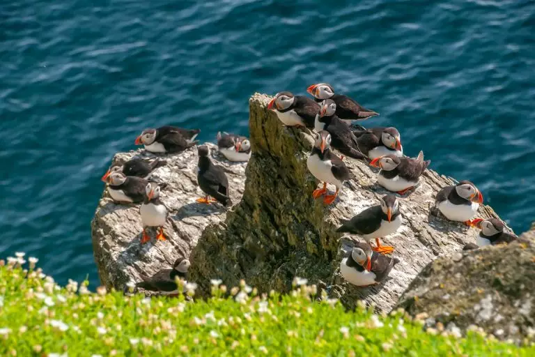 Puffins in Iceland: Best Spots, Travel Tips & How to See Them