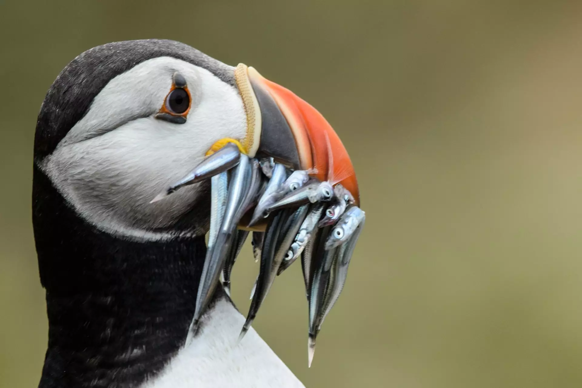 Puffins in Iceland: Best Spots, Travel Tips & How to See Them – Firefly ...